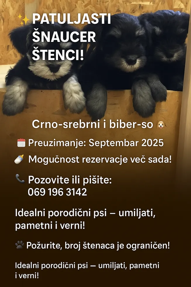 Šnaucer štenci