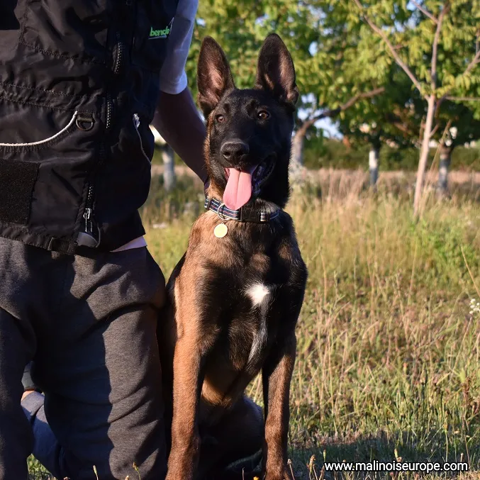 Belgijski ovcar Malinoa stenci