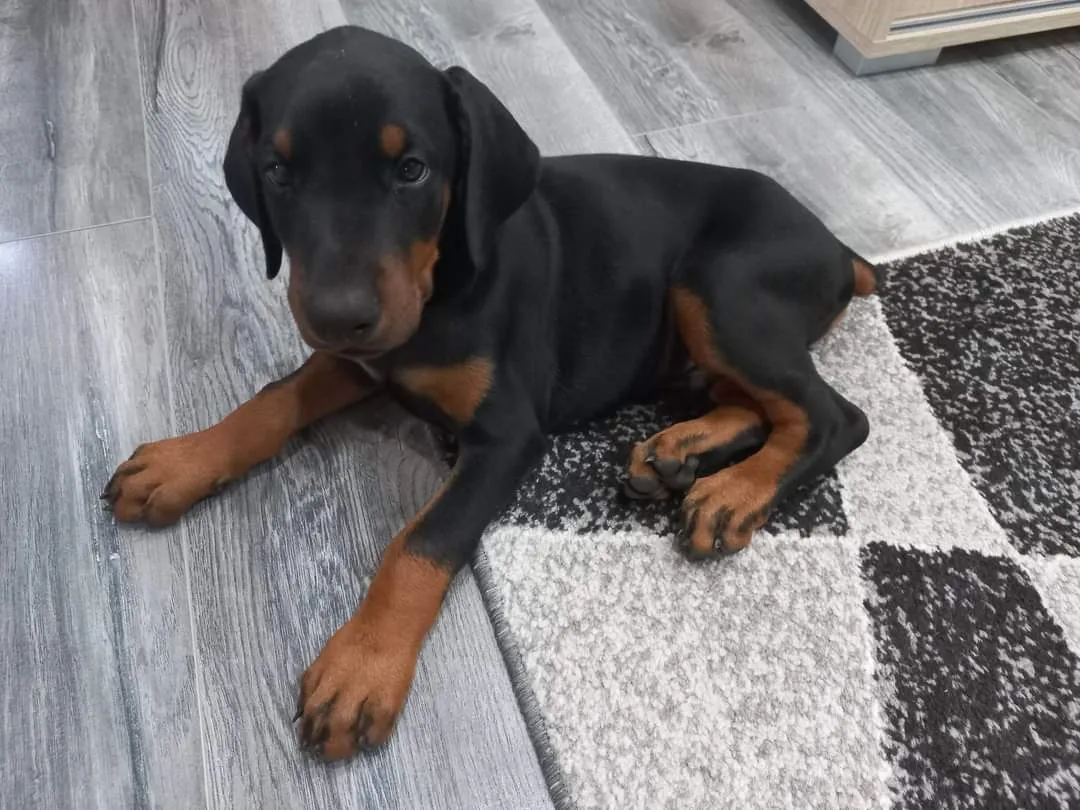 Dobermani stenci
