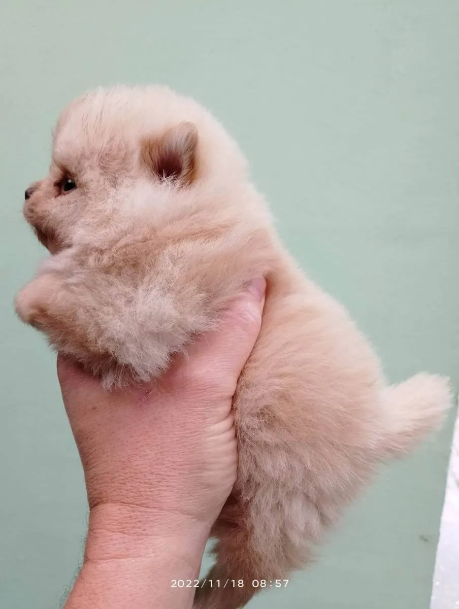 pomeranac