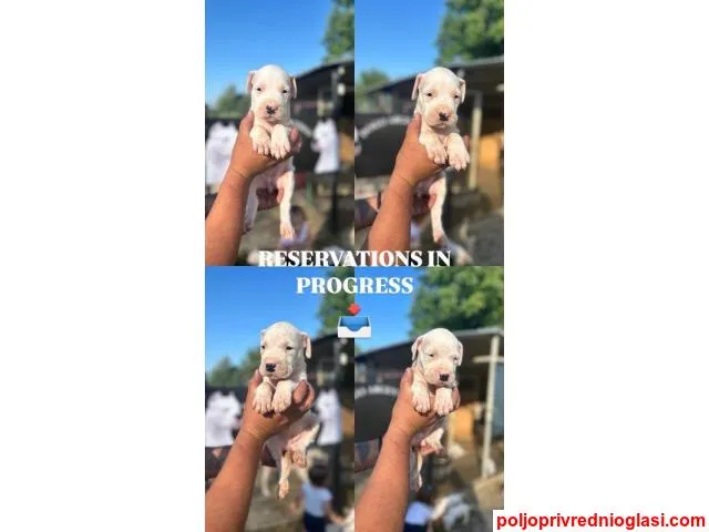 Dogo Argentino