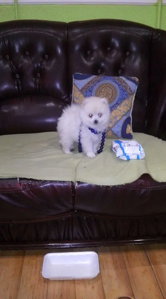 pomeranski spic boo