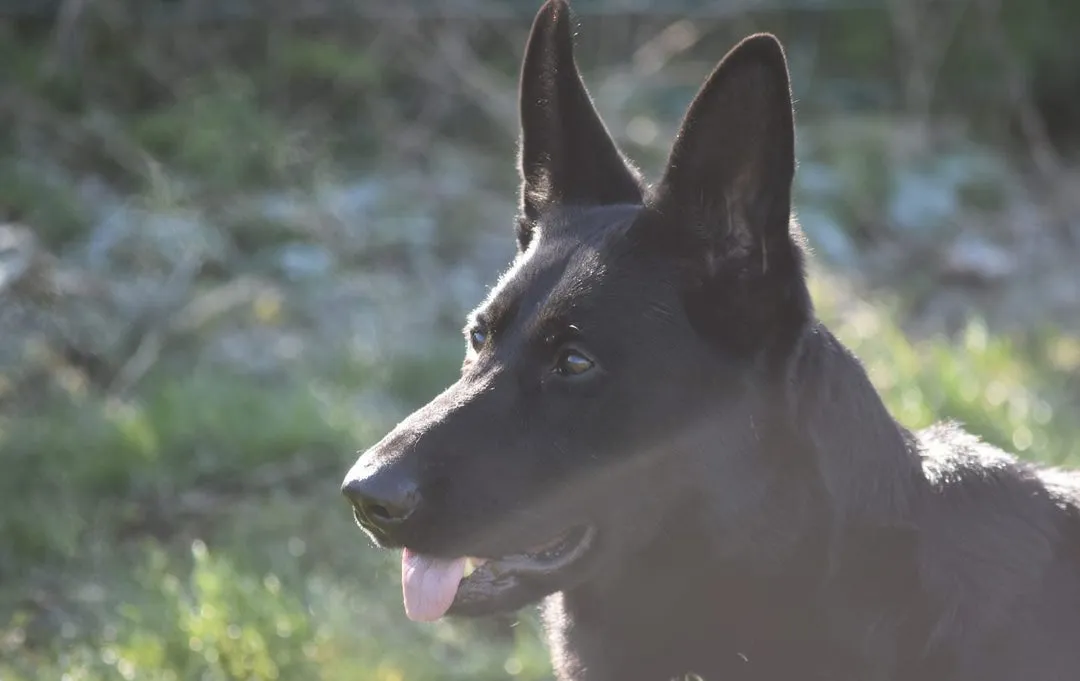 Štenci crnog njemačkog ovčara. Radne lin