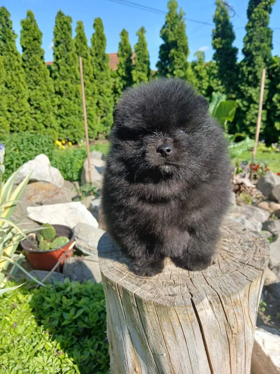 Pomeranski spic