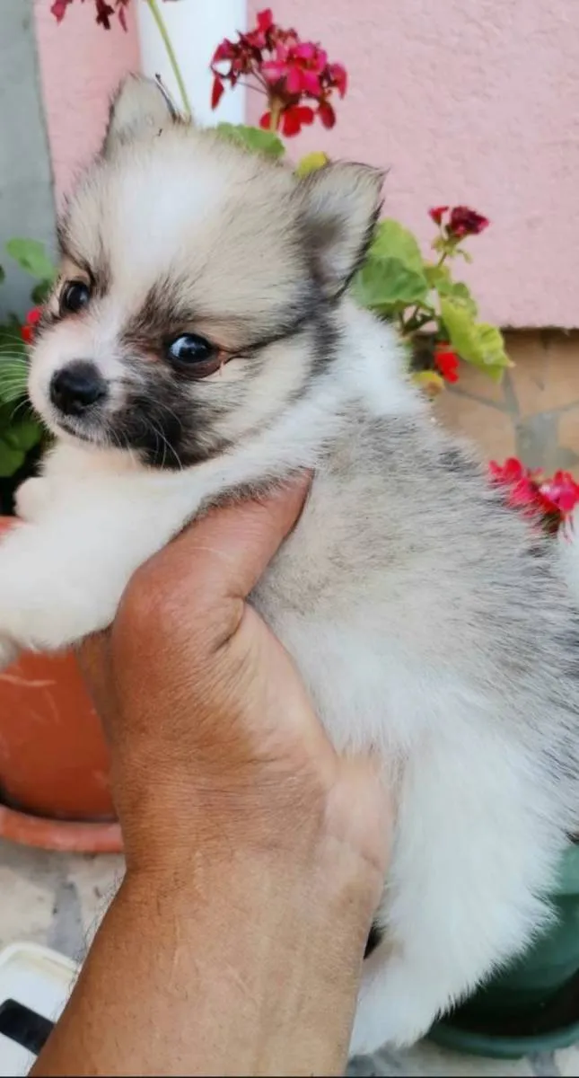 Stenad nemackog patuljastog špica