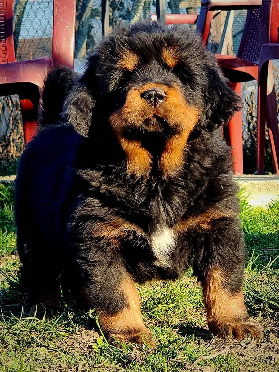 Tibetski Mastif zenka