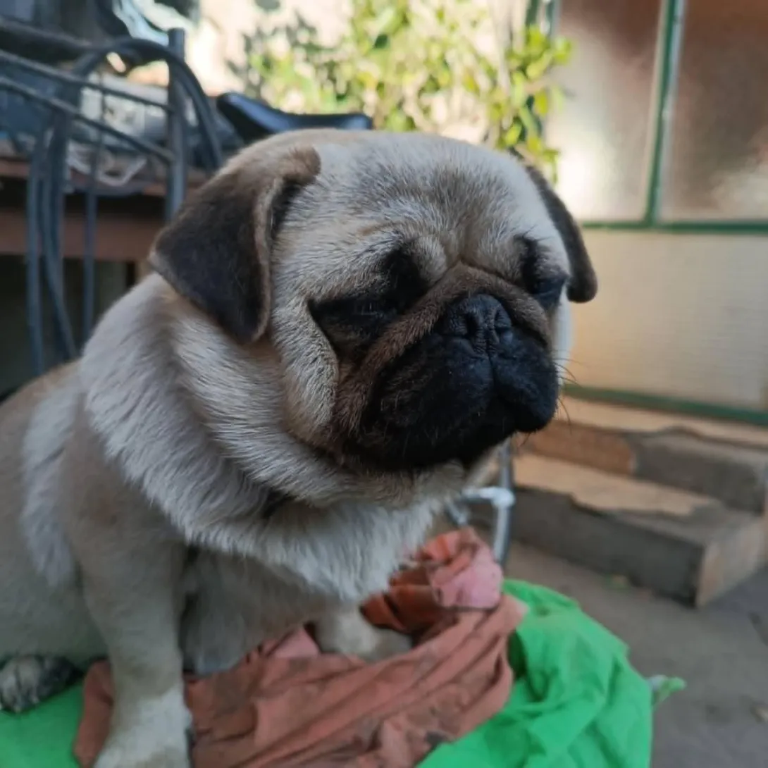 mops