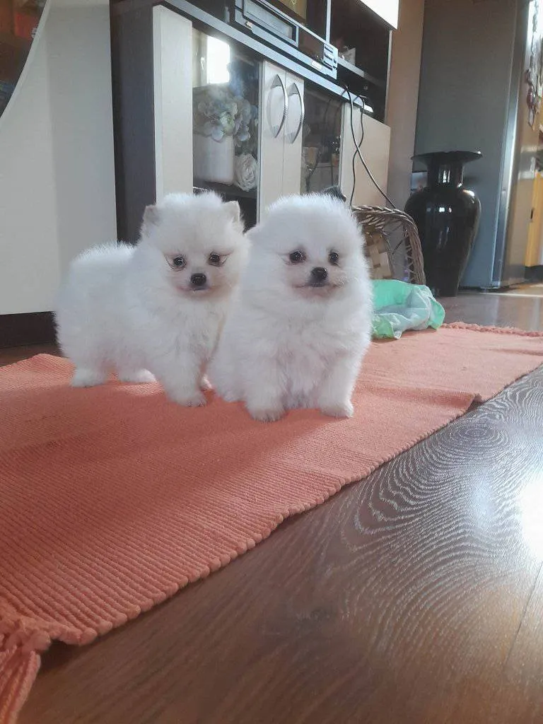 pomeranski spic