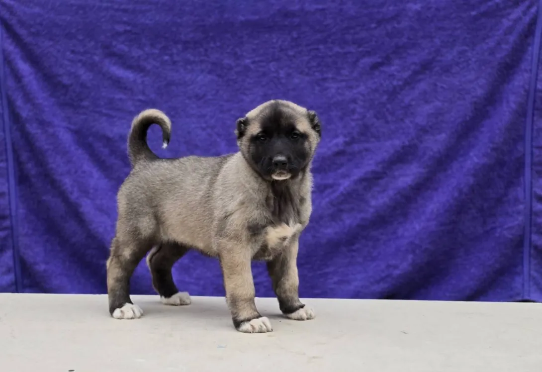 Kangal stenci