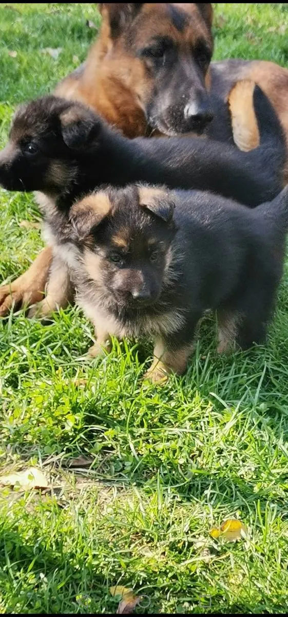 Prodajem stence nemackog ovčara oba pola