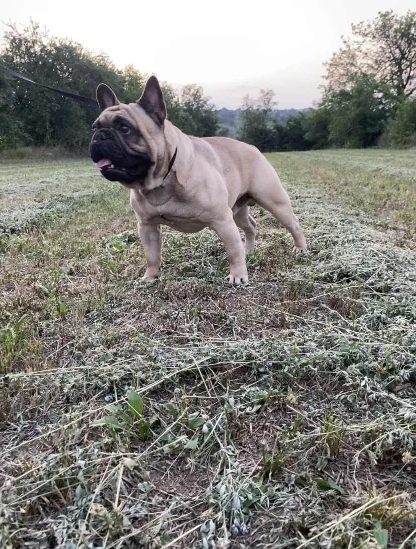 Francuski buldog parenje