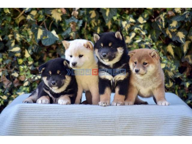 Shiba Inu / Šiba inu