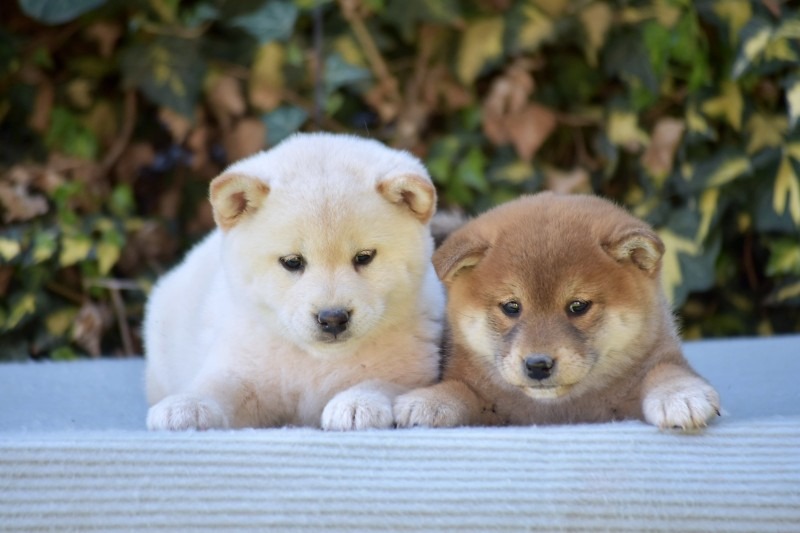 Shiba Inu / Šiba inu