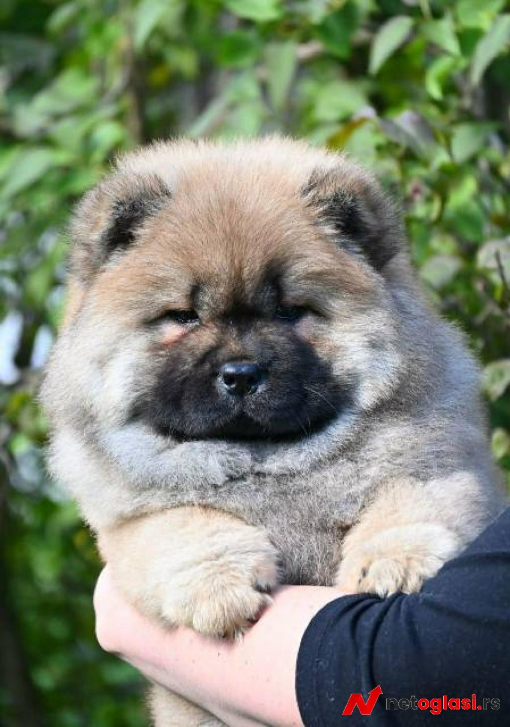 Chow Chow Cau Cau Cau Cau