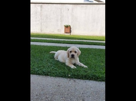 LABRADOR stenci