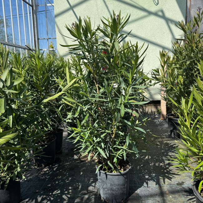 Nerium oleander