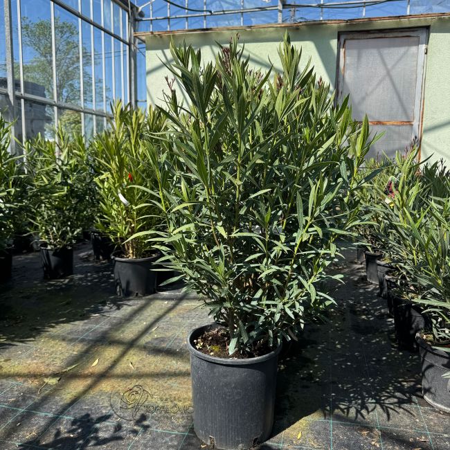Nerium oleander Ciclamino