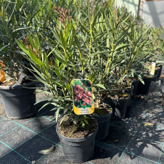 Nerium oleander tri boje