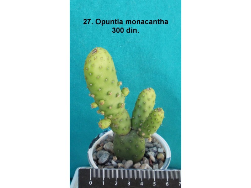 Opuntia monacantha