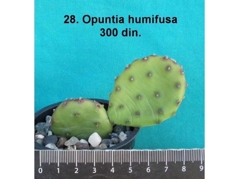 Opuntia humifusa