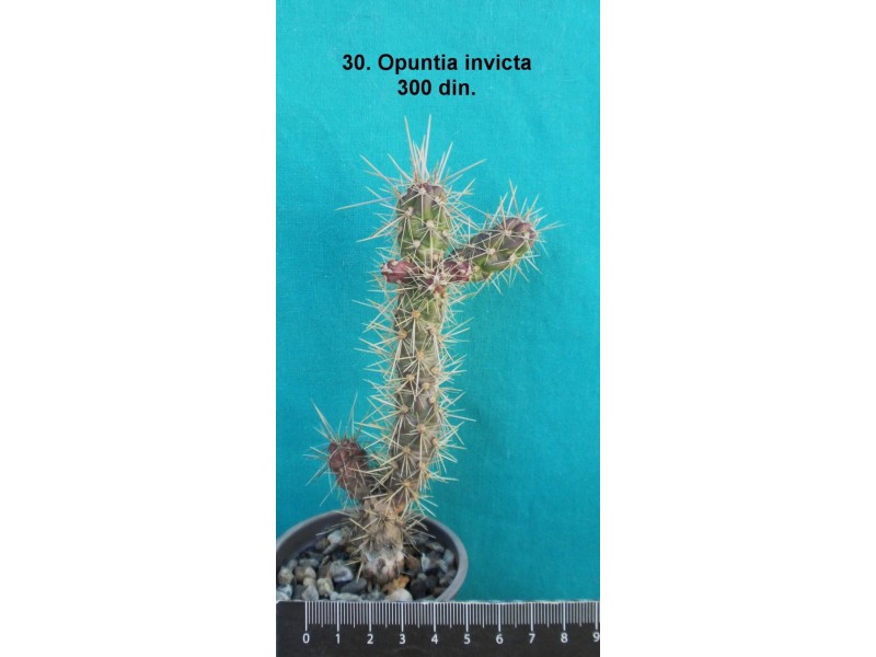Opuntia invicta