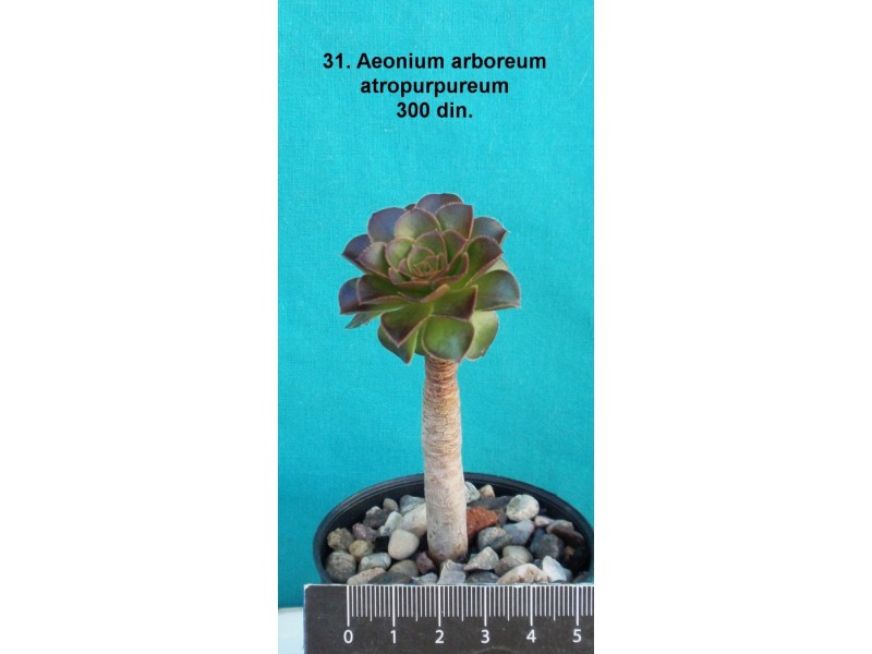 Aeonium arboreum atropurpureum