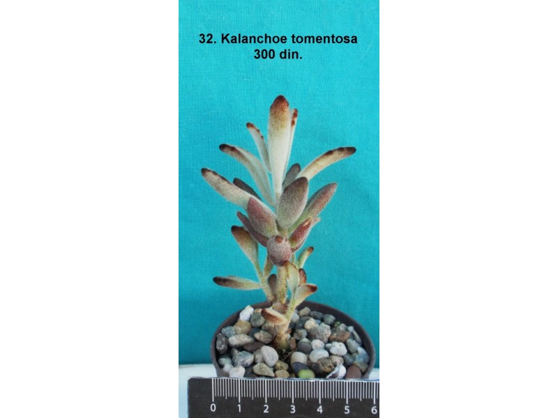 Kalanchoe tomentosa