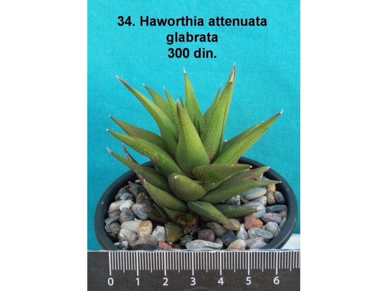 Haworthia attenuata glabrata