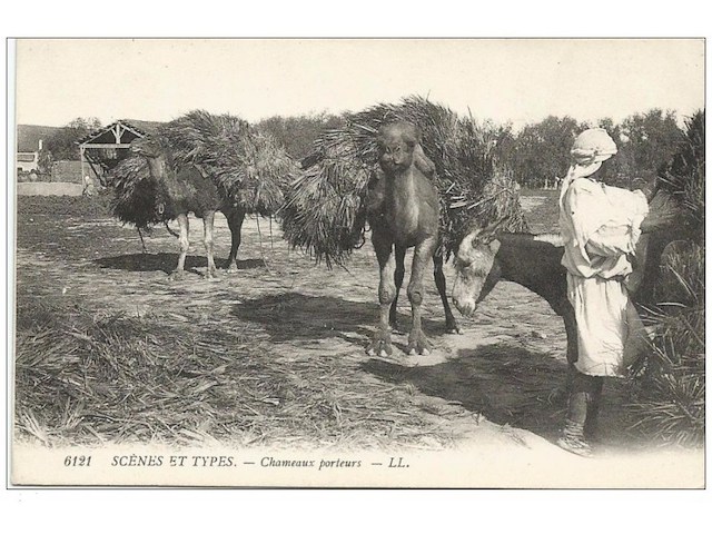 Alžir Chameaux porteurs
