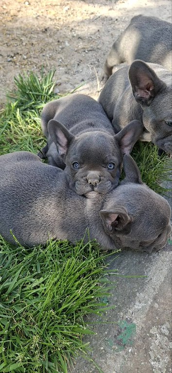 Francuski Buldog sky blue štenci