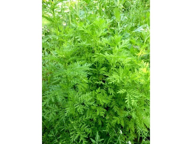 Pelin slatki (Artemisia annua) 5 g (oko 60000) semena