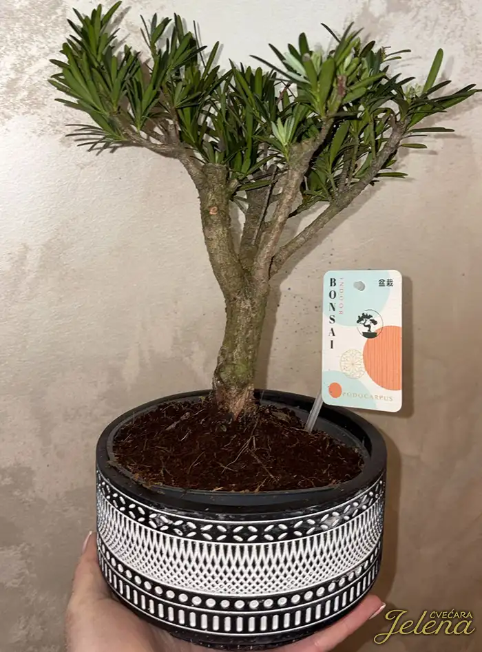 Bonsai Indoor