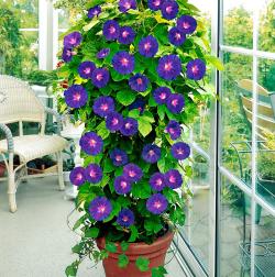 Ladolež lilavi (25 semenki) Morning Glory Purple