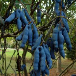 Plavi krastavac (6 semenki) Decaisnea Fargesii