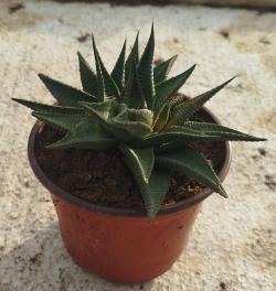 Hawortia limofilia