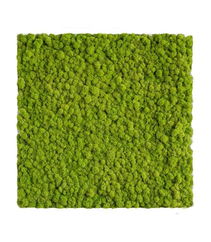 Mahovina ploča Natur, 40 x 40