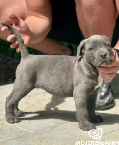 Cane Corso štenci