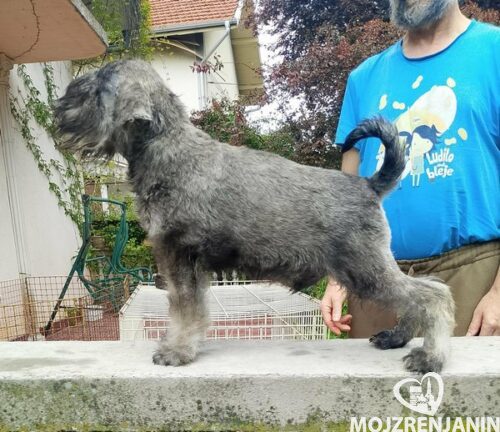 Štenci patuljastih šnaucera