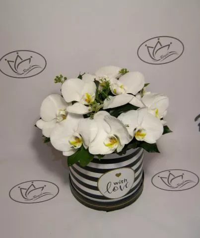 BOX OF FLOWERS SA ORHIDEJAMA 337