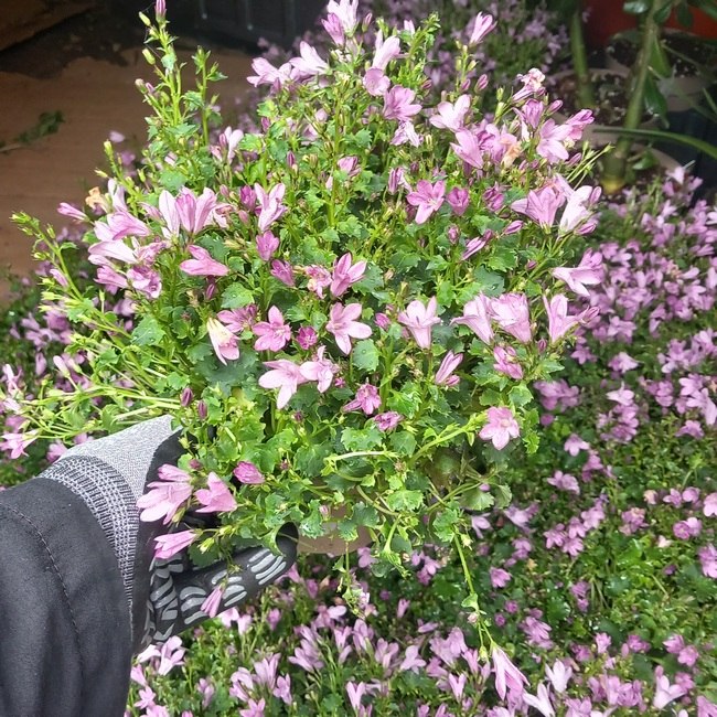 Karpatska zvončica pink