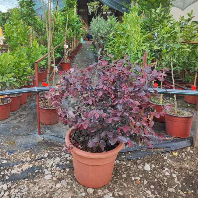 Loropetalum chinense Black Pearl
