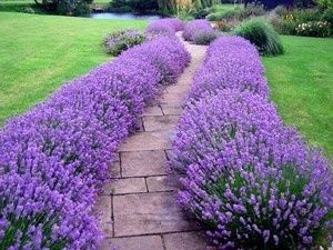 Lavanda 0,4gr (oko 380 semenki)