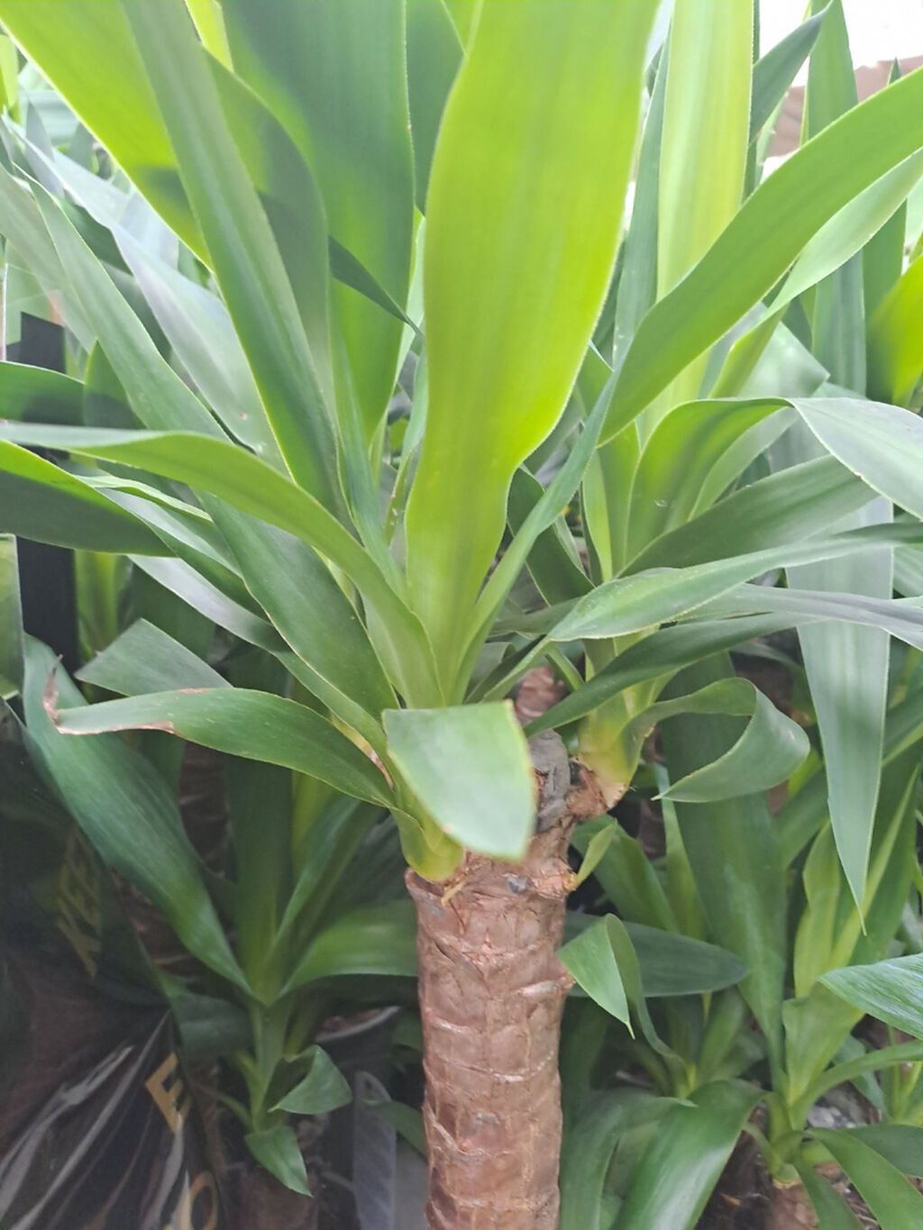 Yucca, Drvo Života 70 centimetara visina sa prve i druge slike je