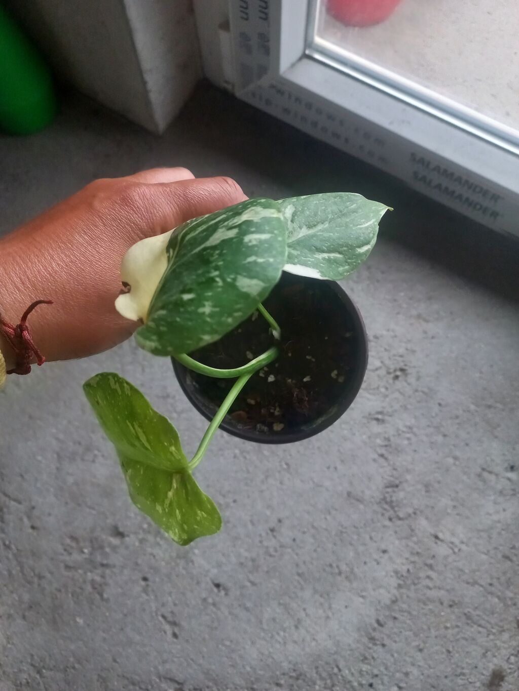 Na ptodaju Monstera Thai mlada biljka ukorenjena cena 2500