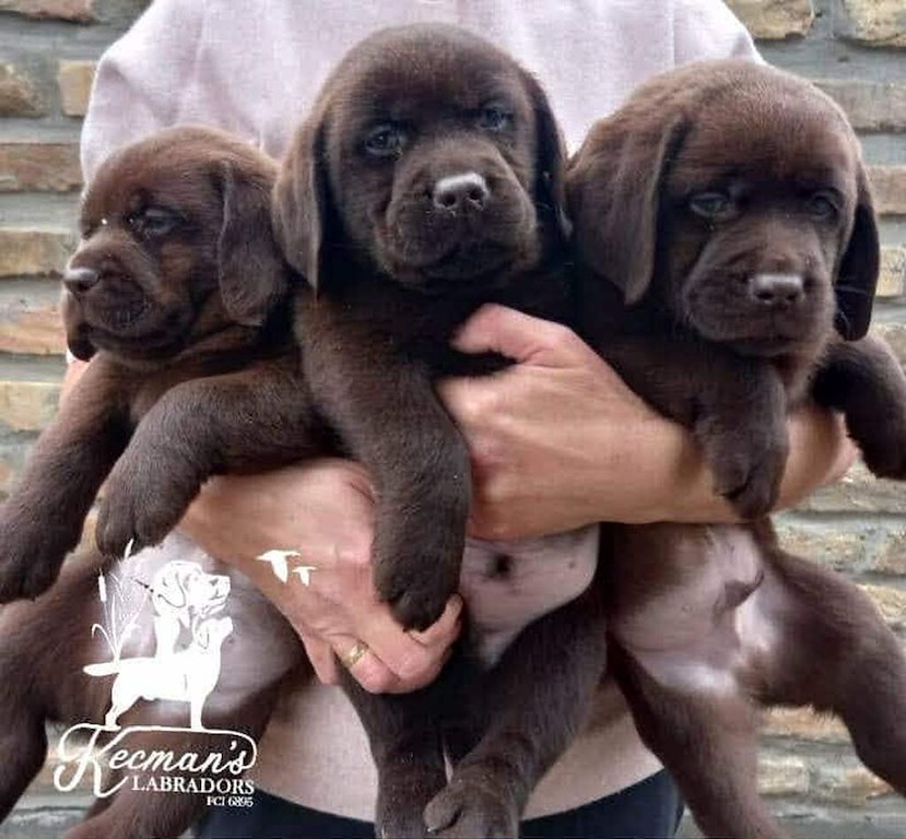 Labrador Retriver štenci, čokoladni Labrador Retriver štenci u ponudi