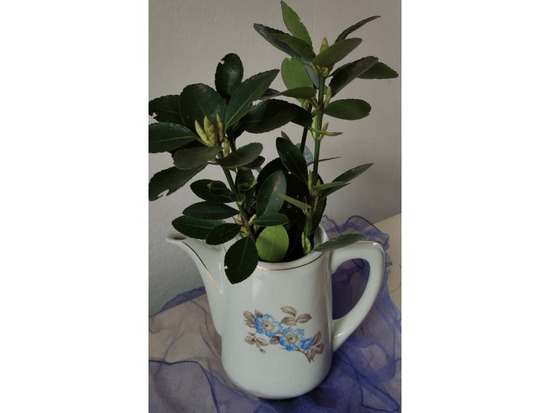 Vintage original porcelanska vaza cajnik visine 17