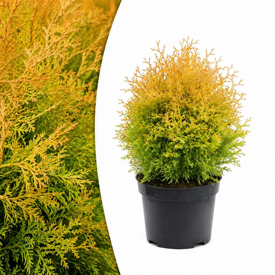 Thuja 'Raingold'