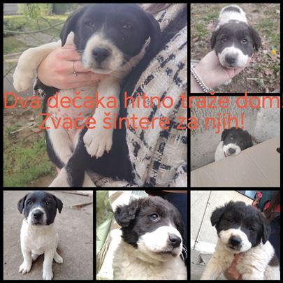 Hitno traže dom!