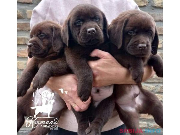 Labrador Retriver štenci, čokoladni
