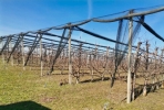 Voćnjak trešnje u punom rodu, 1.5 Ha, Srbobran